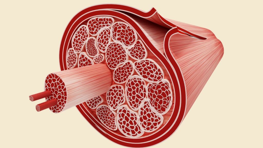 Faszien und Nervensystem - ein unschlagbares Team - Voice Experience