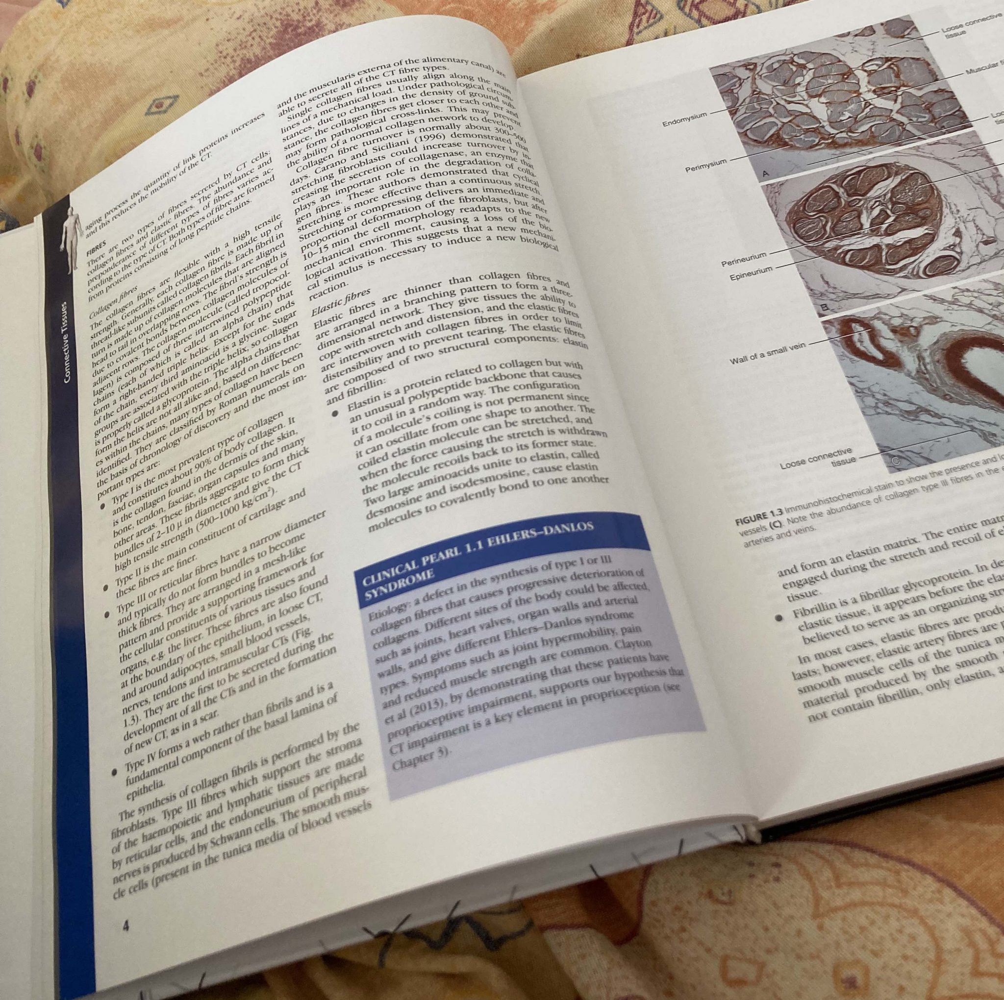 Rezension: Carla Stecco - Atlas des menschlichen Fasziensystems - Voice ...